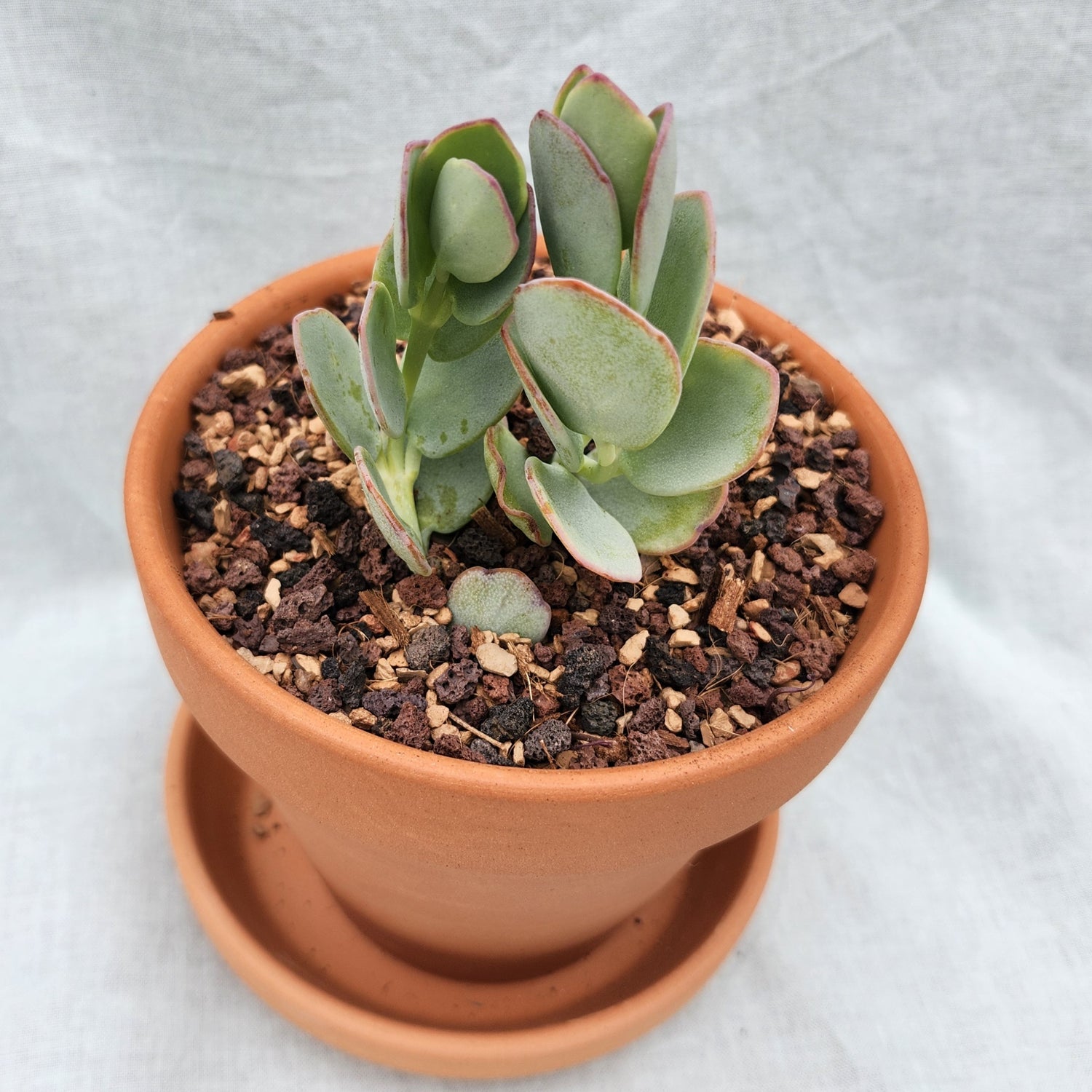 Service Catalog – CopperRootNursery